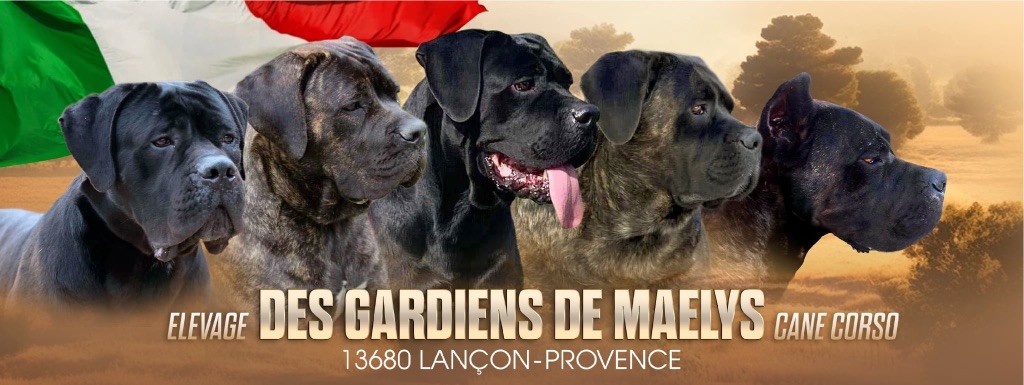 Accueil - Elevage des Gardiens de Maelys - eleveur de chiens Cane Corso